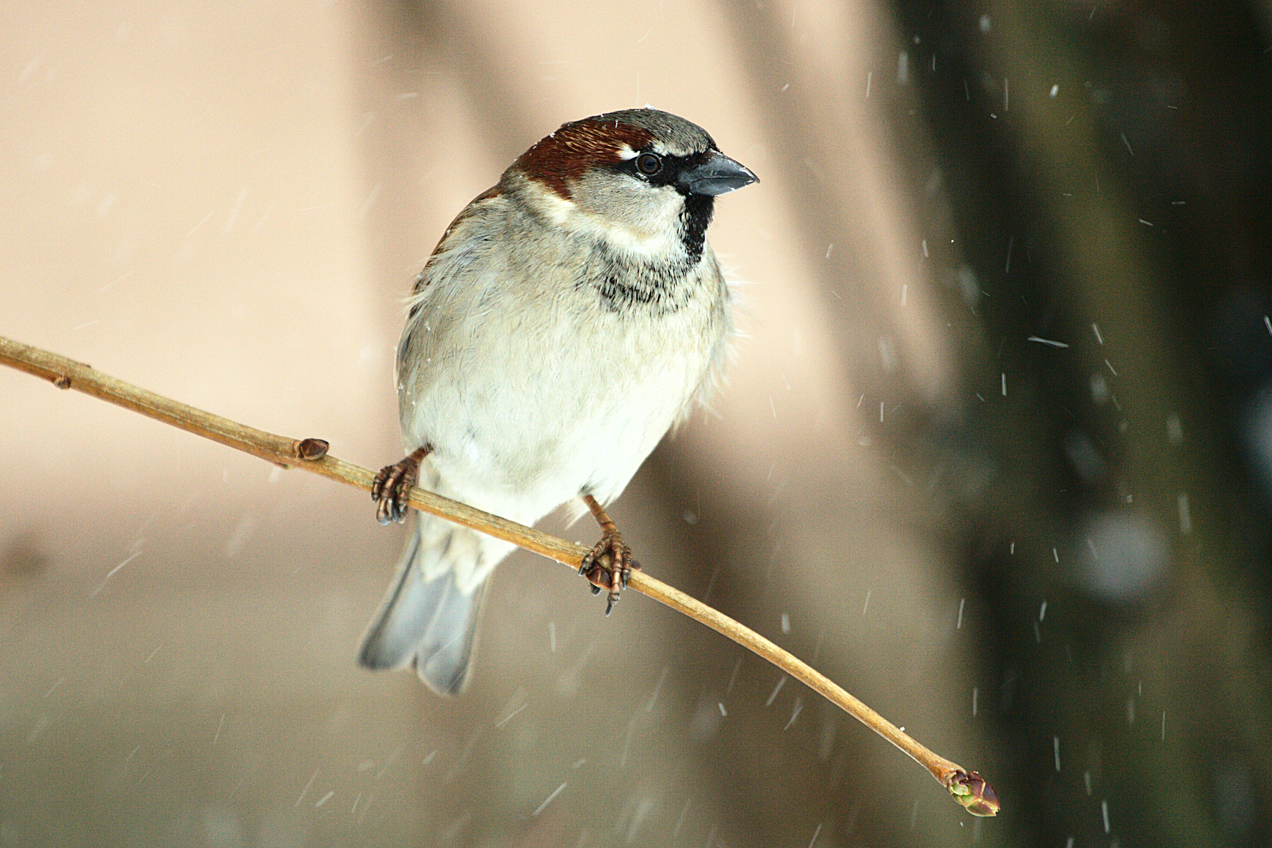 Sparrow